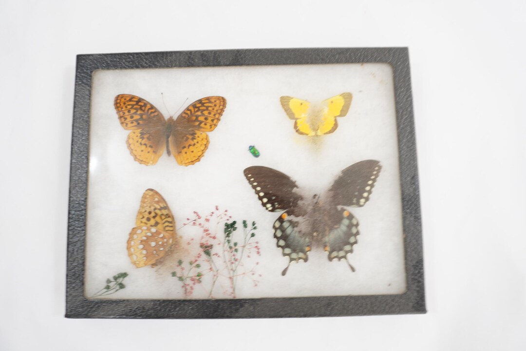 Butterflies Preserved, Taxidermy Butterfly, Beetle and Dried Flowers ...