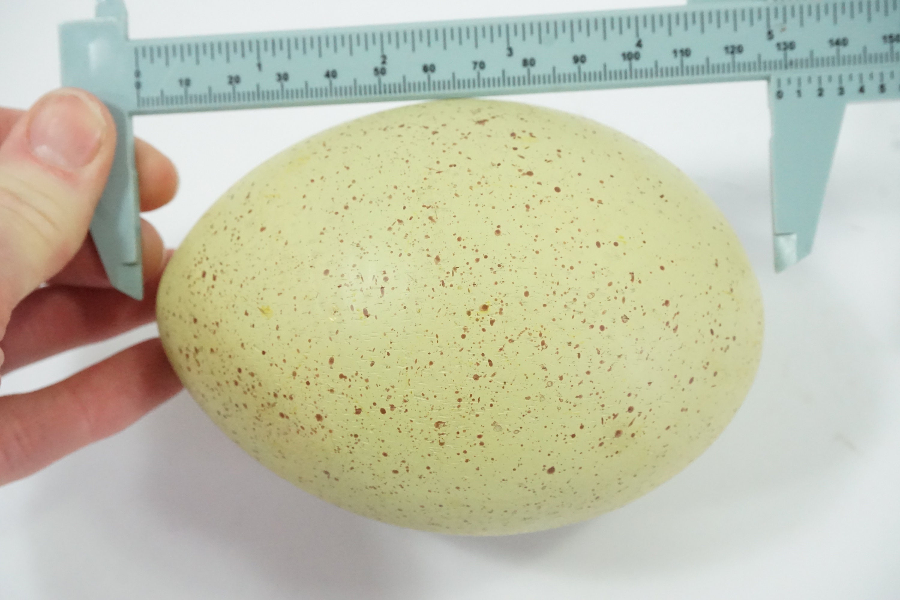 Artificial Emu Ostrich Egg Large Fake Bird Egg Emu Egg | Etsy