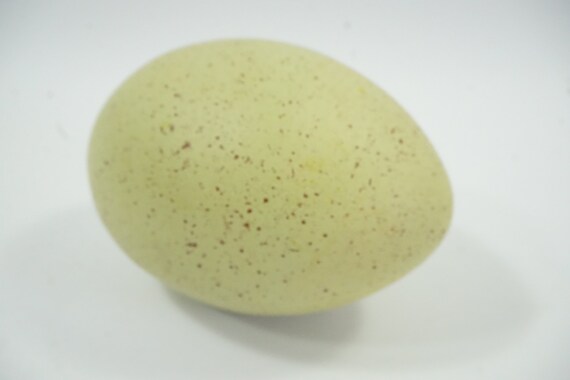 Artificial Emu Ostrich Egg Large Fake Bird Egg Emu Egg | Etsy