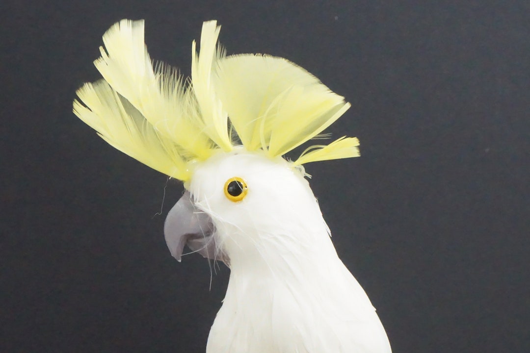 Artificial Bird, Feathered Bird, White Cockatoo W/ Yellow Crown, Large ...
