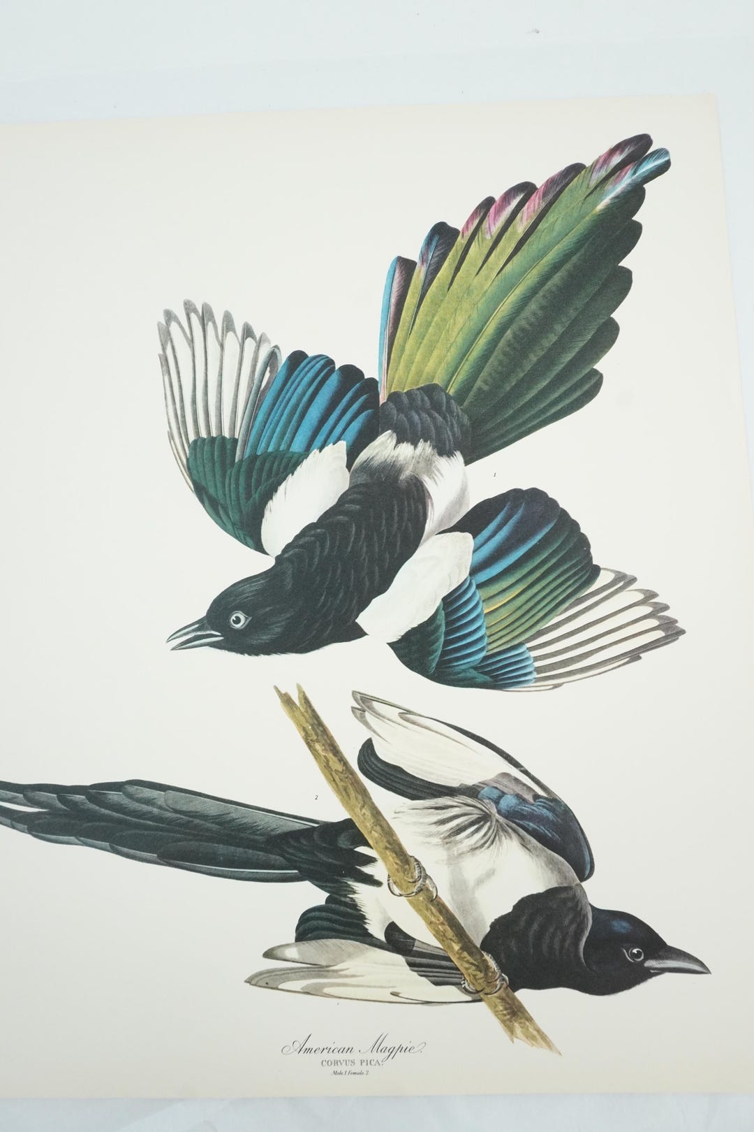 Audubon Print, Bird Print, Lithograph, James Audubon Print From the ...
