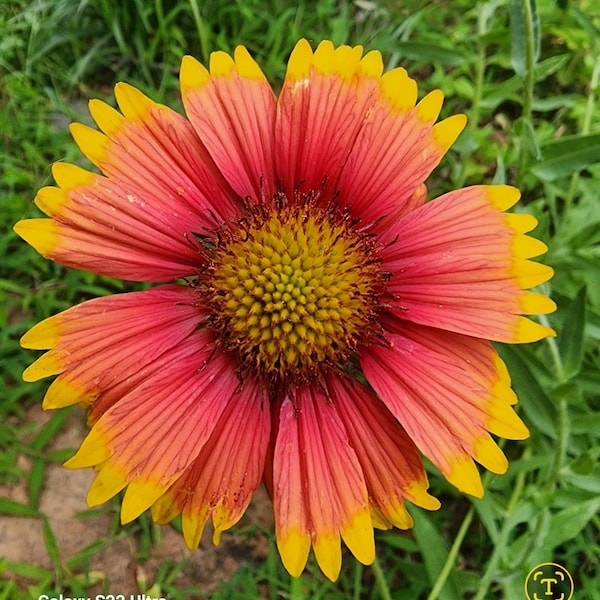 Indian Blankets - Etsy