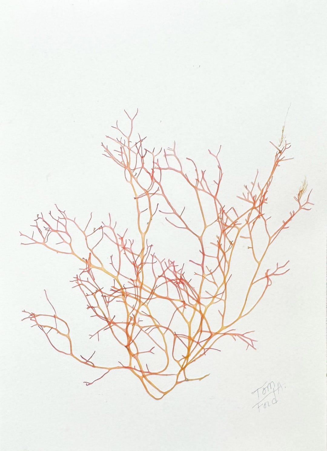 Victorian Pressed Seaweed Art - Etsy