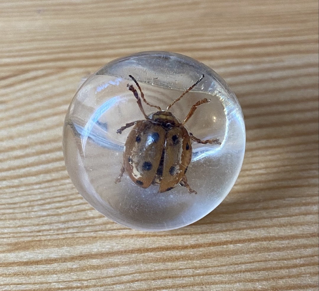 Insect Ring,size 9 Ladybug Ring,lucite Bug Ring,bug Ring,valentine Gift,birthday Gift,unisex ...