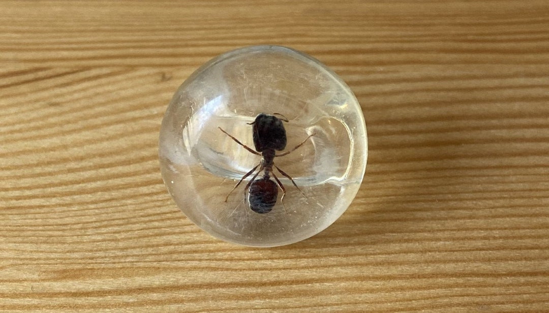 Insect Ring, Size 6 1/4 Ant Ring, Resin Incased Ant, Unisex Bug Ring ...