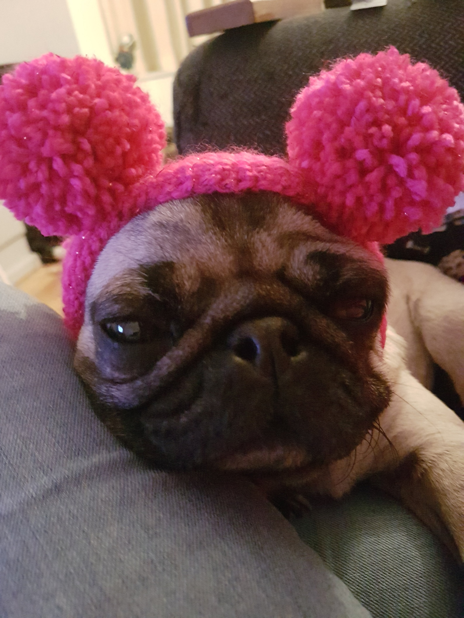Dog Hat pug Hat Pug Balaclava Pug Bobble Hat Pet | Etsy