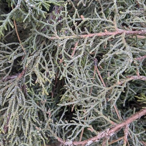 Juniper Sprigs Berries and Bran Juniper Berries, Juniper Incense ...