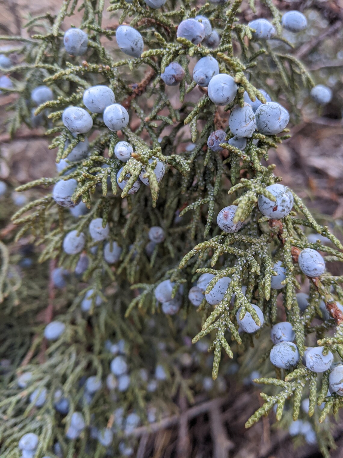 Juniper Sprigs Berries and Bran Juniper Berries, Juniper Incense ...