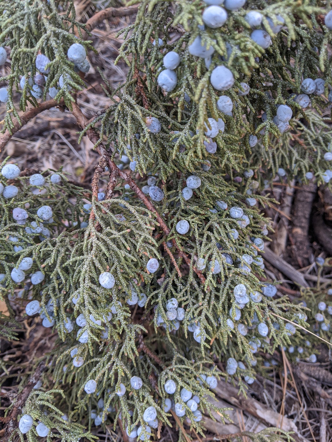 Juniper Sprigs Berries and Bran Juniper Berries, Juniper Incense ...