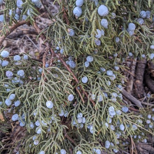 Juniper Sprigs Berries and Bran Juniper Berries, Juniper Incense ...