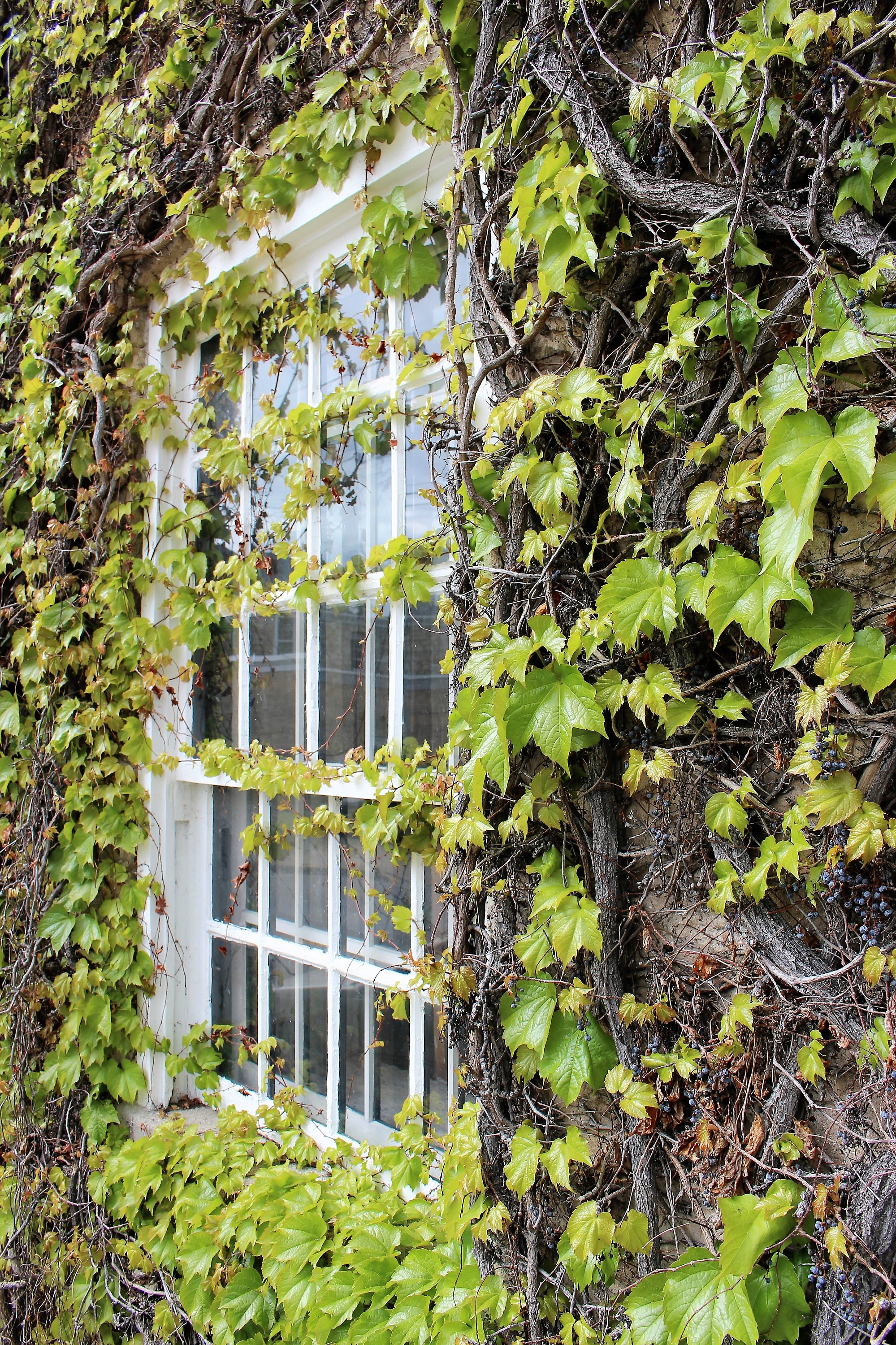 Winding Round the Window - Etsy