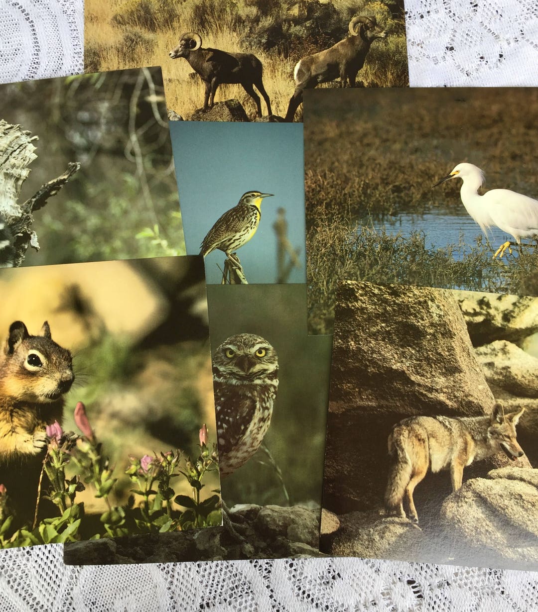 Woodland Animals Set Vintage Forest Wildlife Animal Nursery - Prints ...