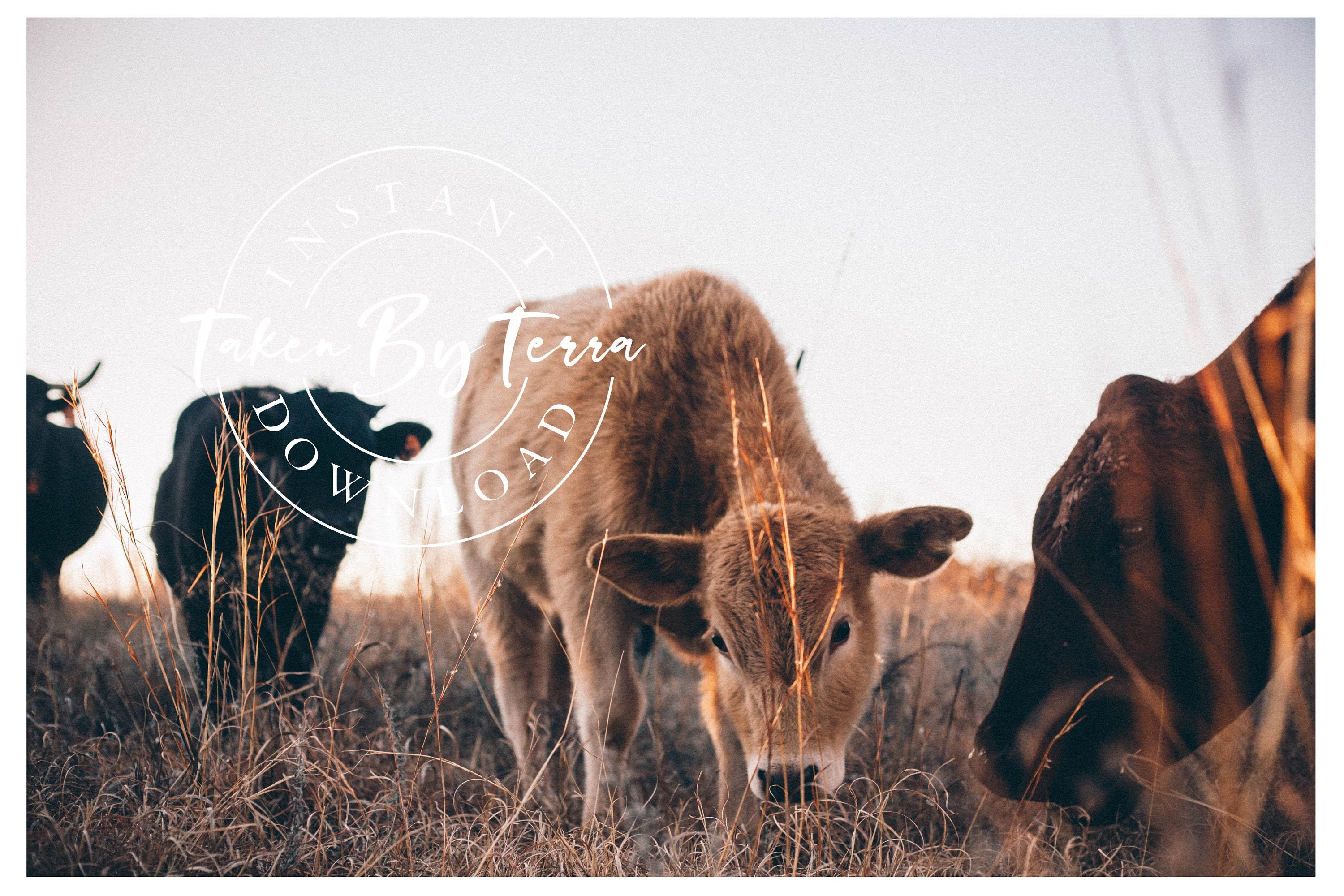 Rustic Baby Cow Photography, Cow Print, Cow Poster, Animal Print, Cow ...