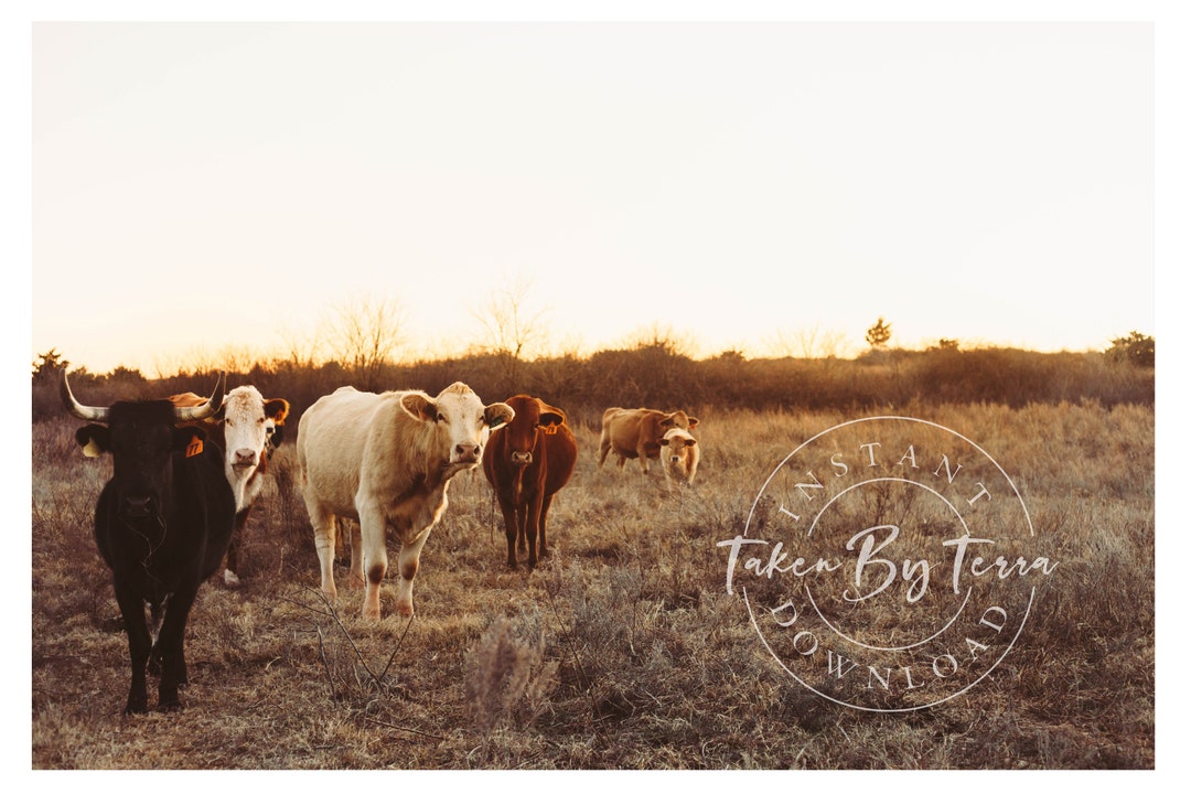 Rustic Ranch Cow Photography Print, Cow Print, Cow Poster, Animal Print ...