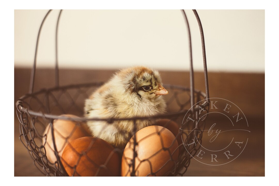Baby Chick Photography Print, Farmhouse Kitchen Decor (digital Download ...