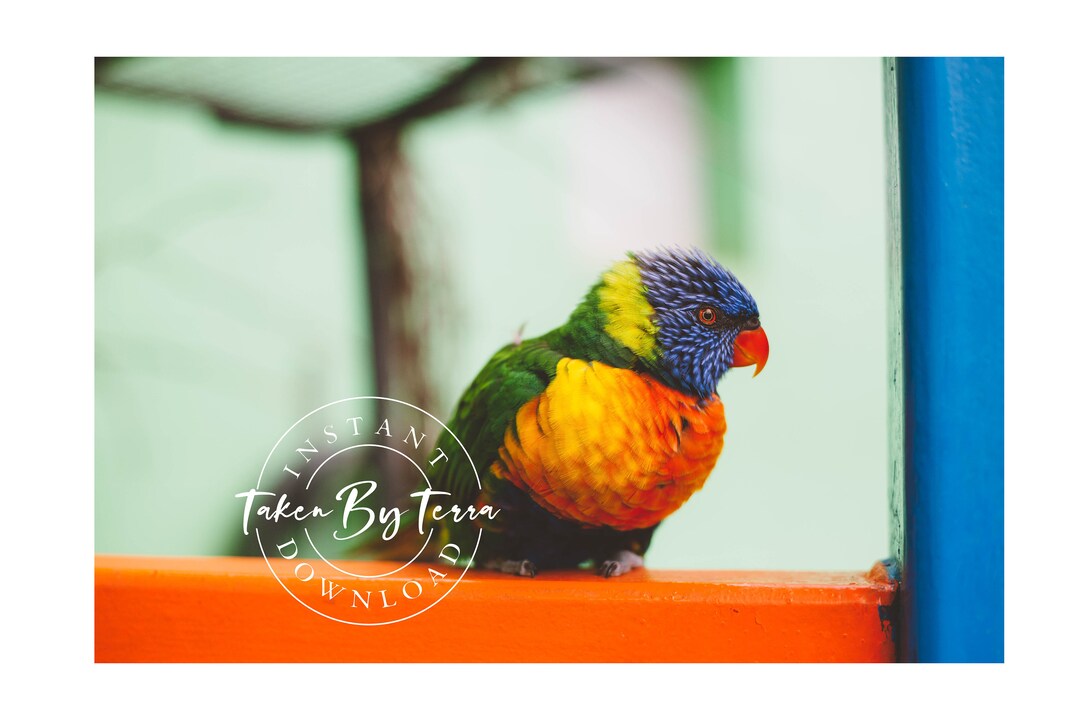 Colorful Bird Photography Print Bird Print Parrot Poster - Etsy UK