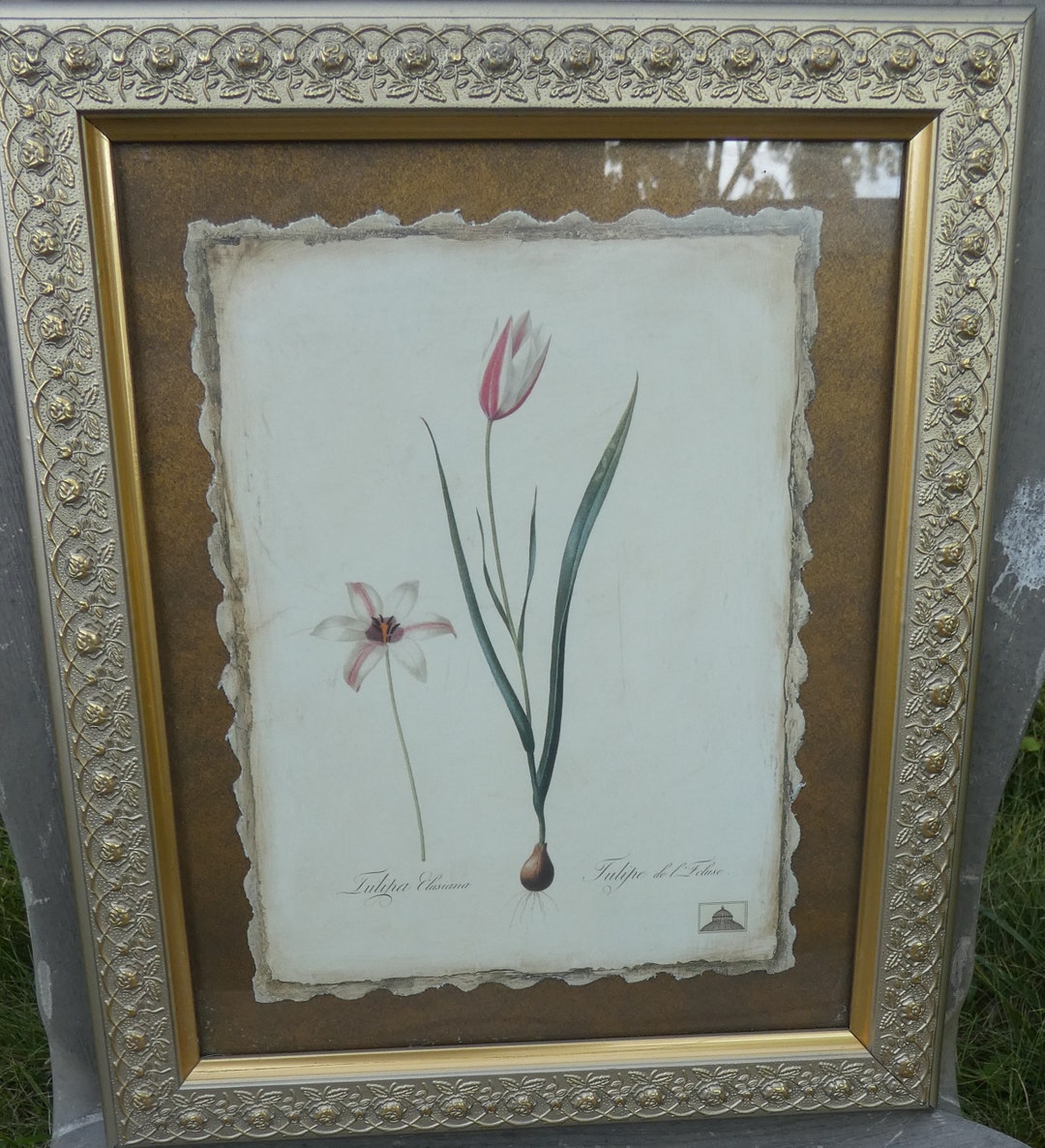 Tulipa Picture- Gold Frame-new York Botanical Garden-2001-flower Home ...