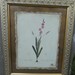 Ixia Scillaris picture Gold Frame-new York Botanical - Etsy