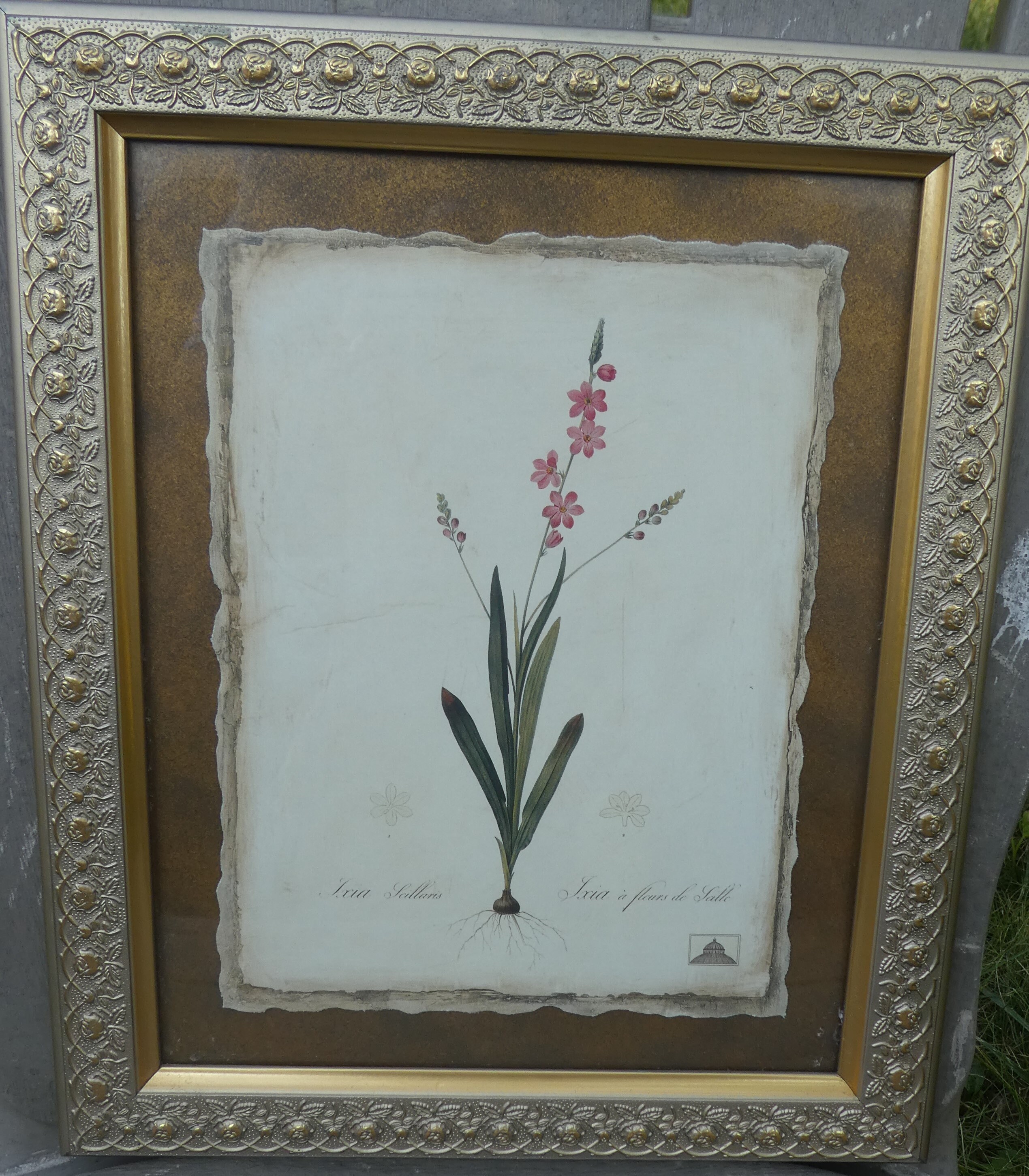 Ixia Scillaris picture Gold Frame-new York Botanical - Etsy