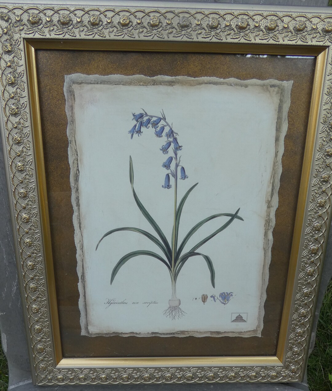 Hyacinthus Picture- Gold Frame-new York Botanical Garden-2001-flower ...
