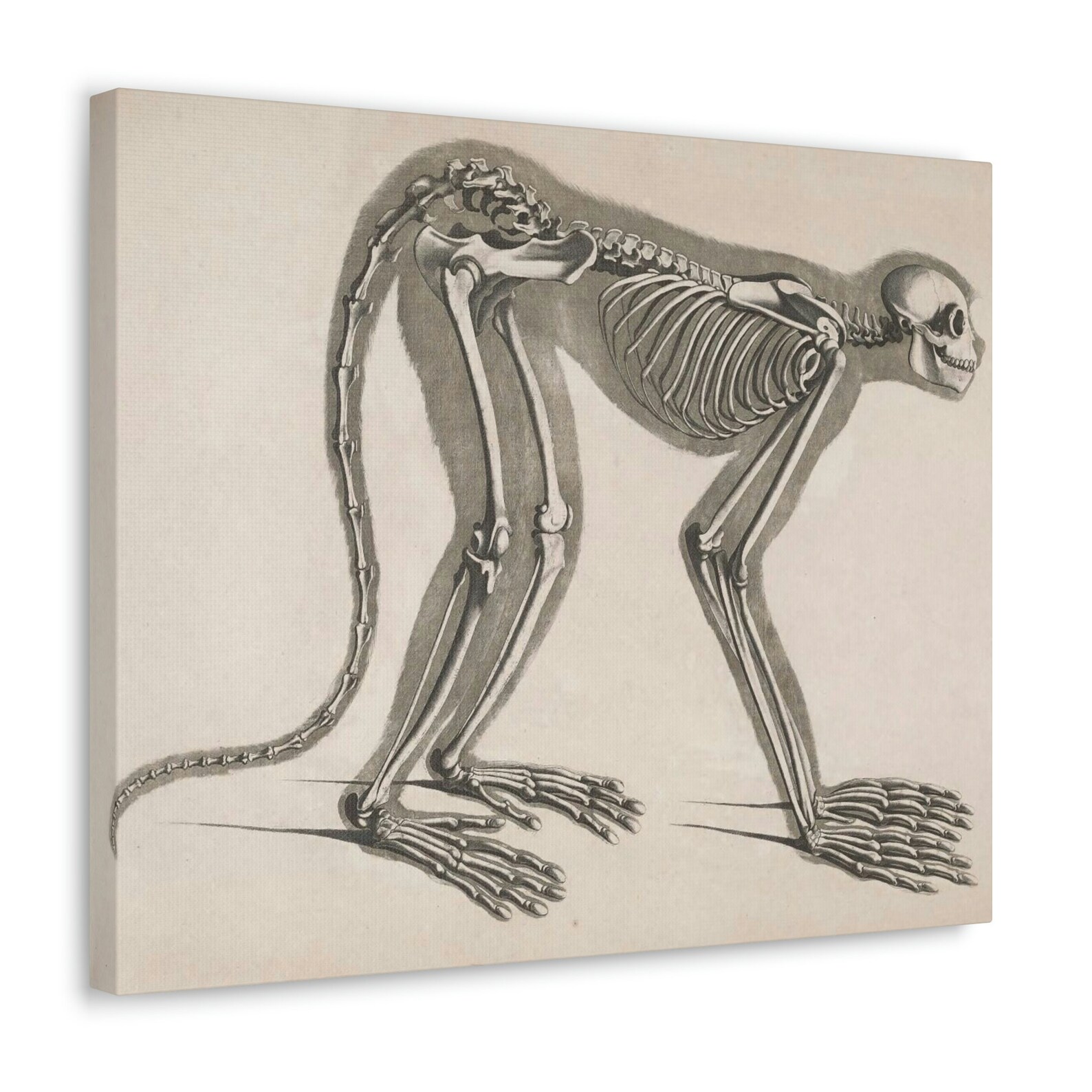 Monkey Skeleton Wall Art - Animal Skeleton Canvas Print - Creepy ...