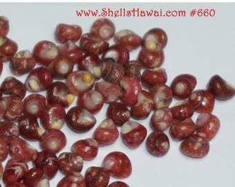 Kahelelani shells | Etsy