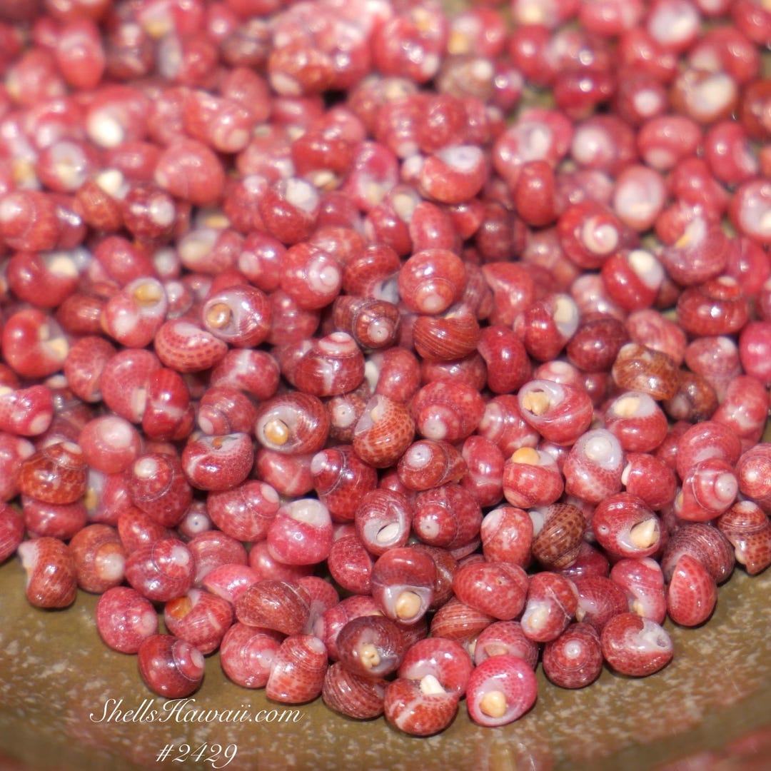 400 Pcs Red Burgundy ‘ula‘ula Pupu Niihau Kahelelani Shells Size 11 ...