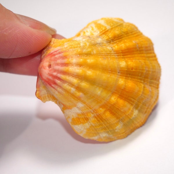 Sunrise Shell - Etsy