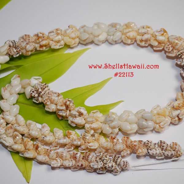 Niihau Shell Necklace - Etsy