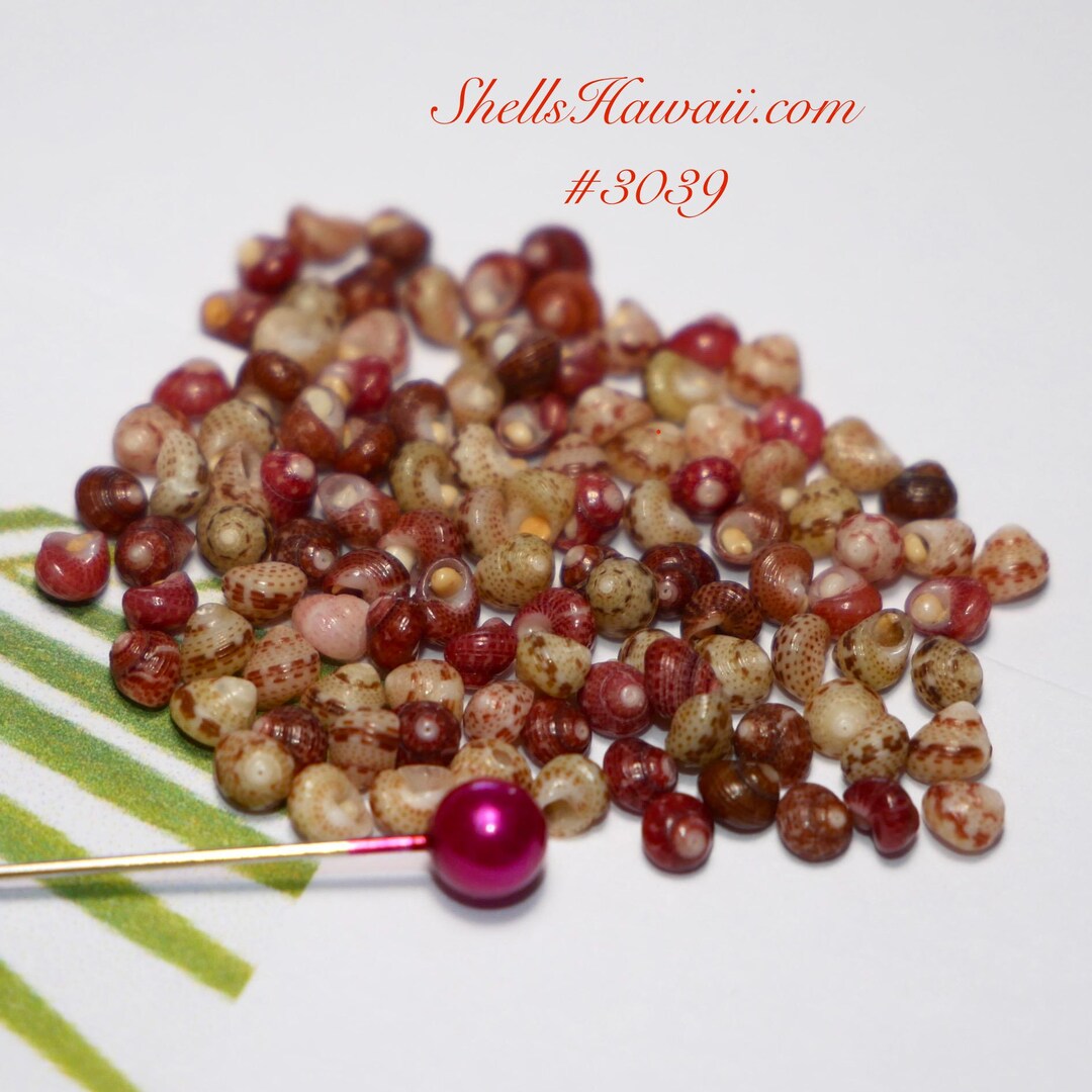 100 Pcs Pupu Niihau Kahelelani Shells Supply Hawaiian Seashells Nihau ...