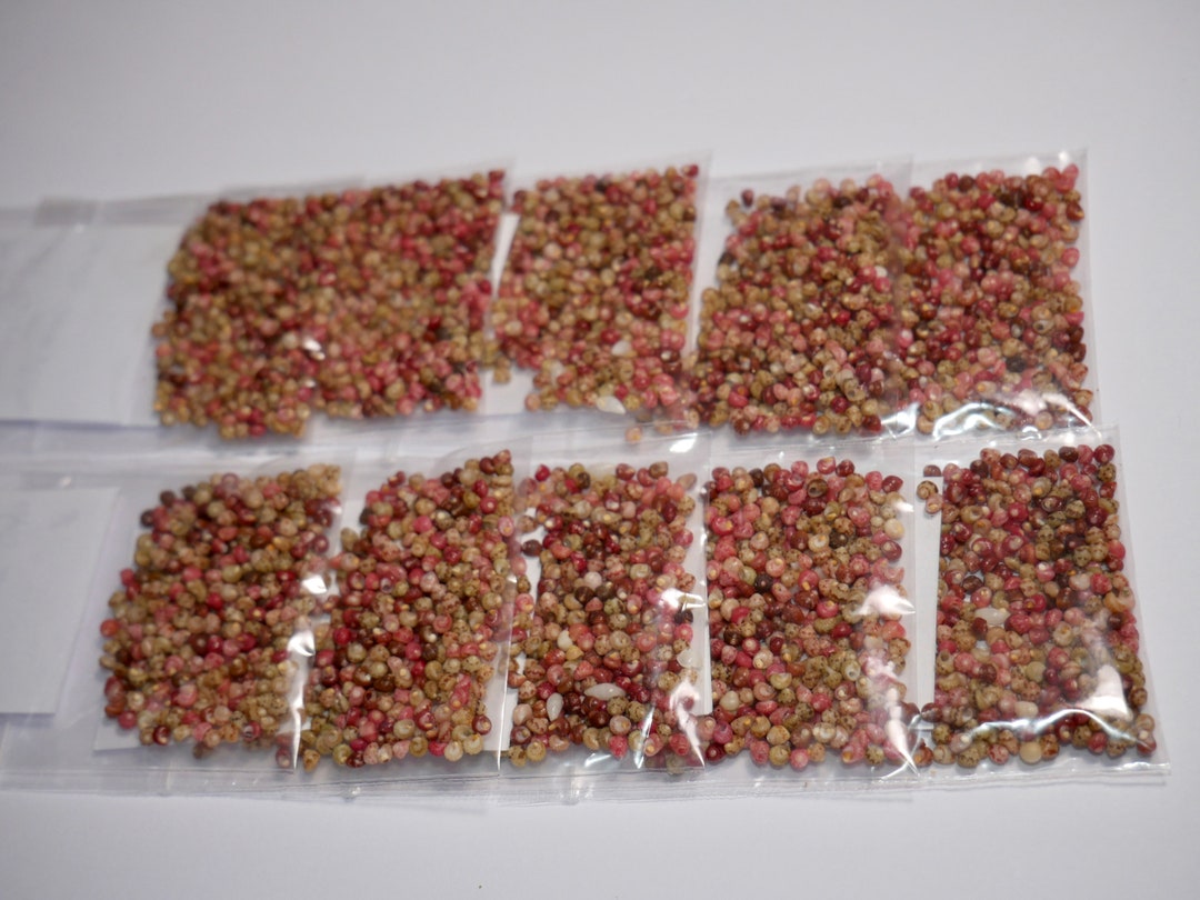 300 Pcs Pink, Green, Red, Burgundy, Natural Kahelelani Loose Shells ...