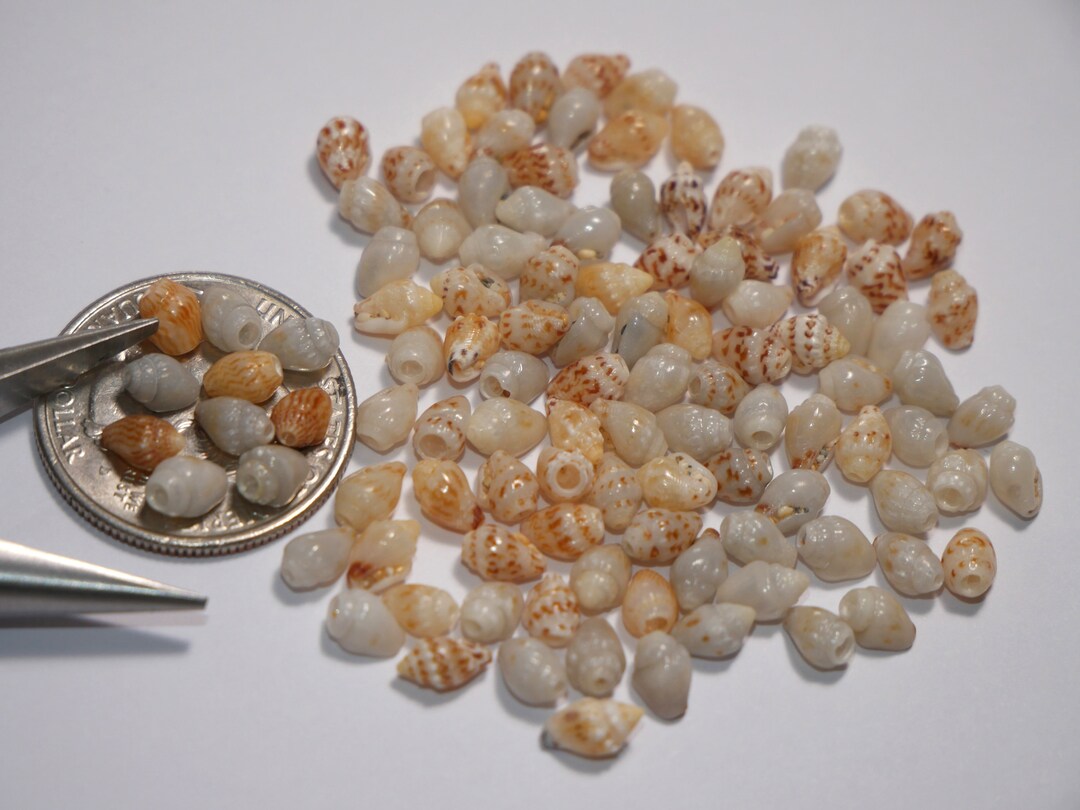 100 Pcs Dark Blue, Yellow, Golden, Brown Spotted Momi Shells Supply for ...