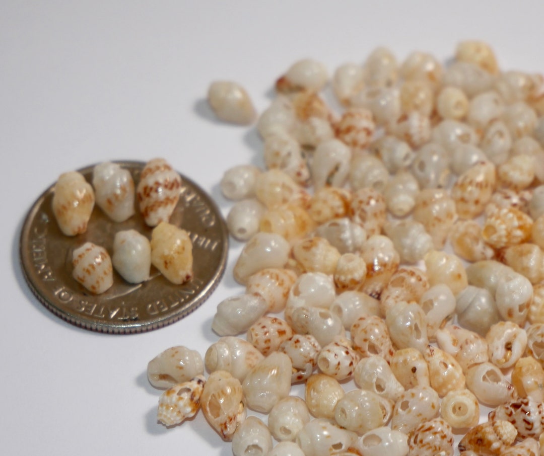 125 Pcs Pre-poked Mix Color of Blue, Yellow, Brown Spotted Momi Shells ...