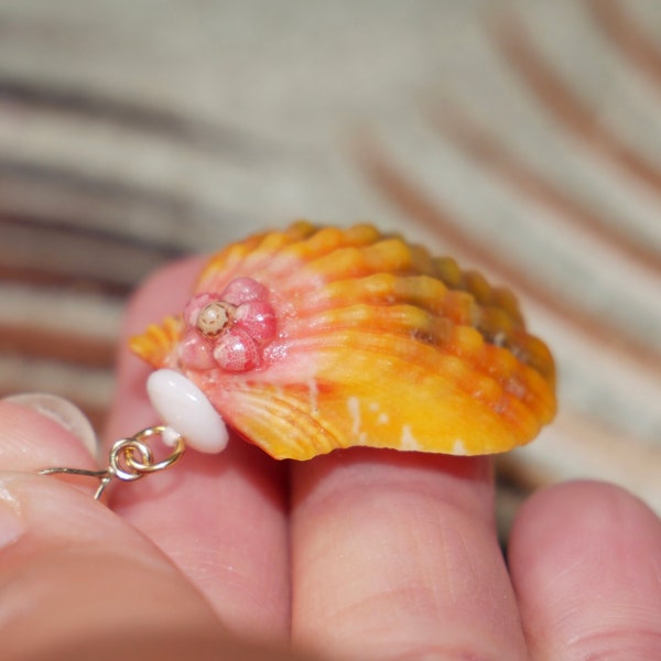 Sunrise Shells - Etsy