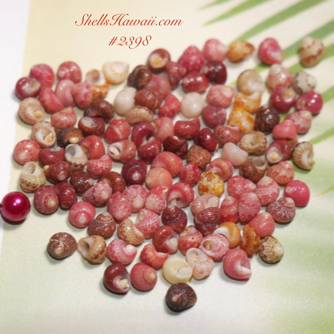 100 Pcs Mix Color Pupu Niihau Kahelelani Shells Size 14 and Larger 2398 ...