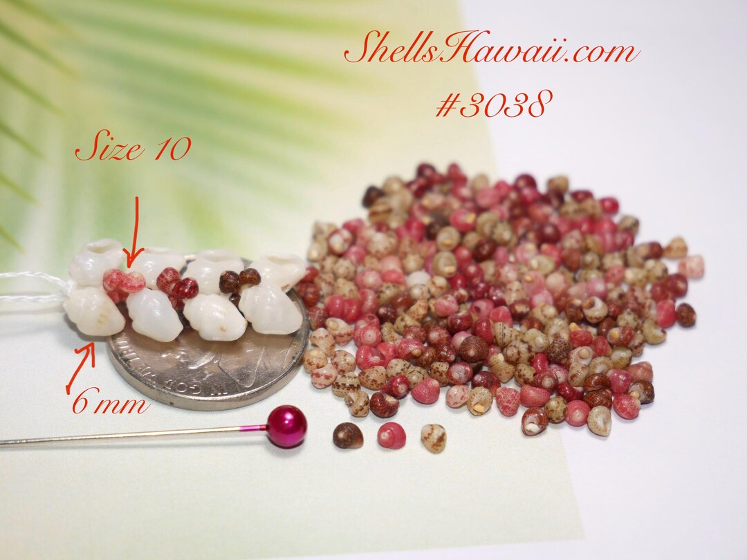 200 Pcs Pupu Niihau Kahelelani Shells Supply Hawaiian Seashells Nihau ...