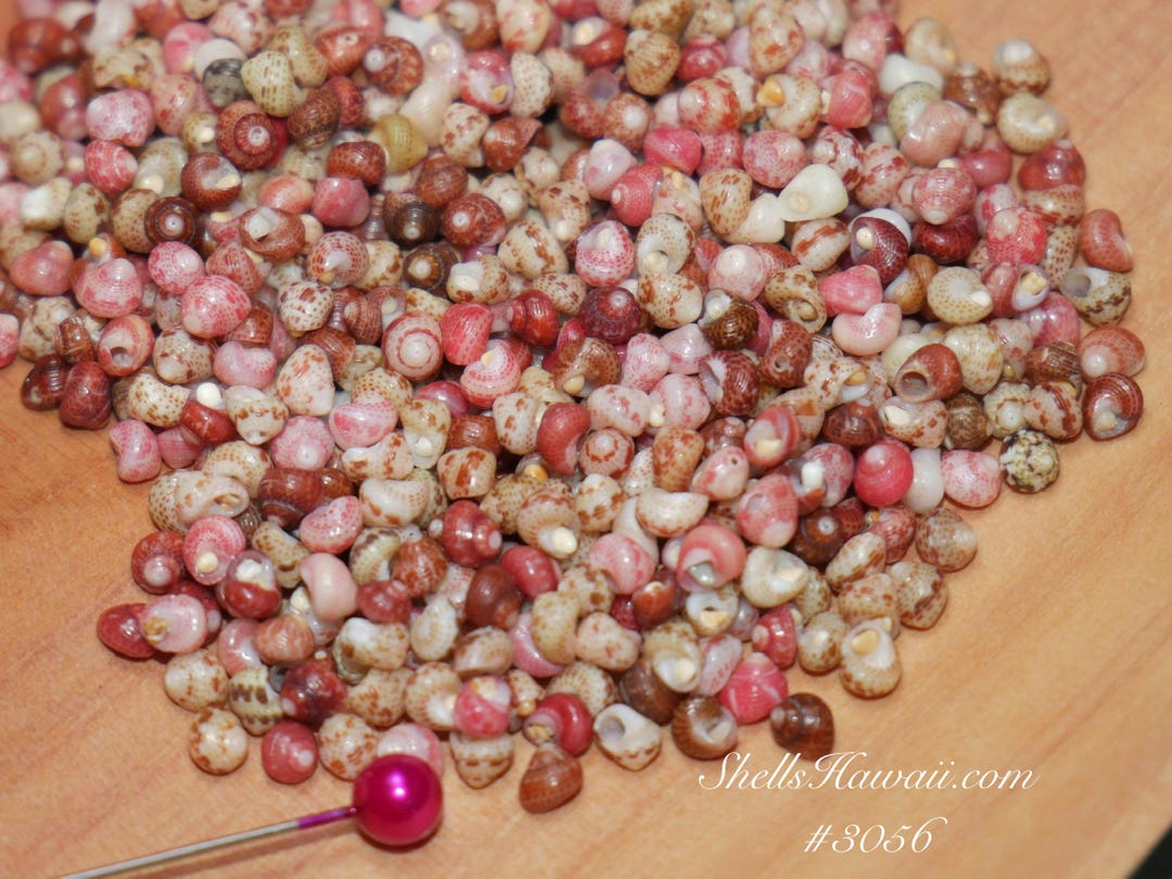 300 Pcs Pupu Niihau Kahelelani Shells Niihau Shells Supply and They Are ...