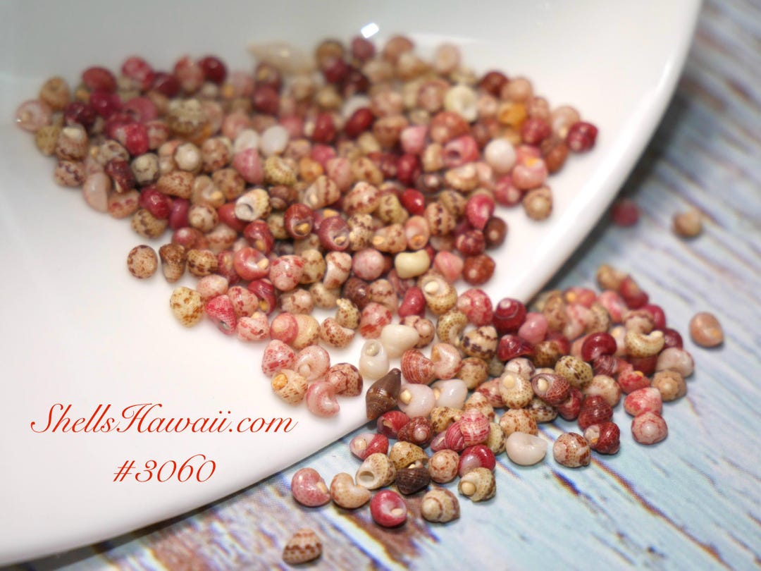 300 Pcs Pupu Niihau Kahelelani Shells, Mix Color and They Are Size 12 ...