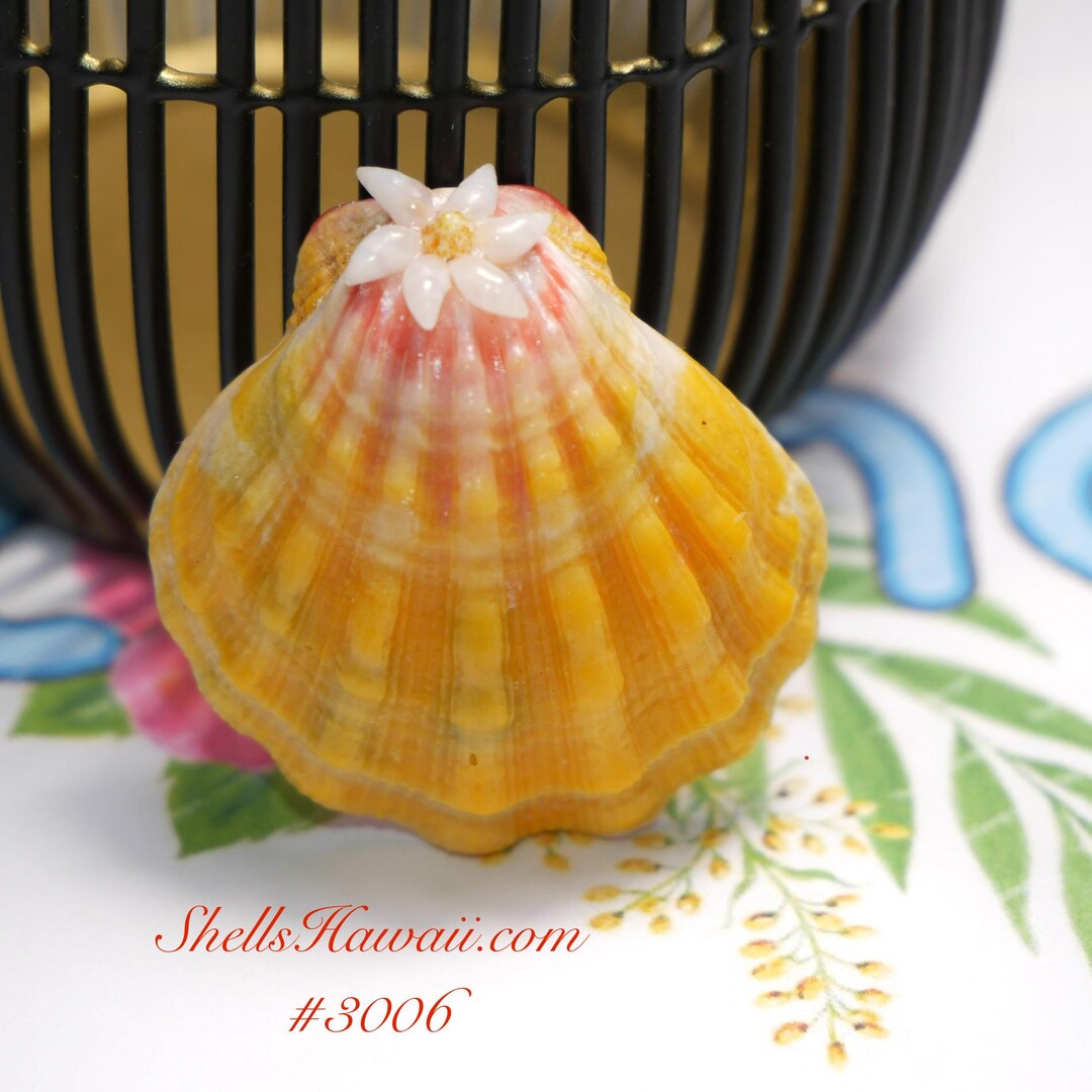 35 Mm Yellow, Green, Pink Sunrise Shell Supply/ Hawaiian Sunny Shell ...