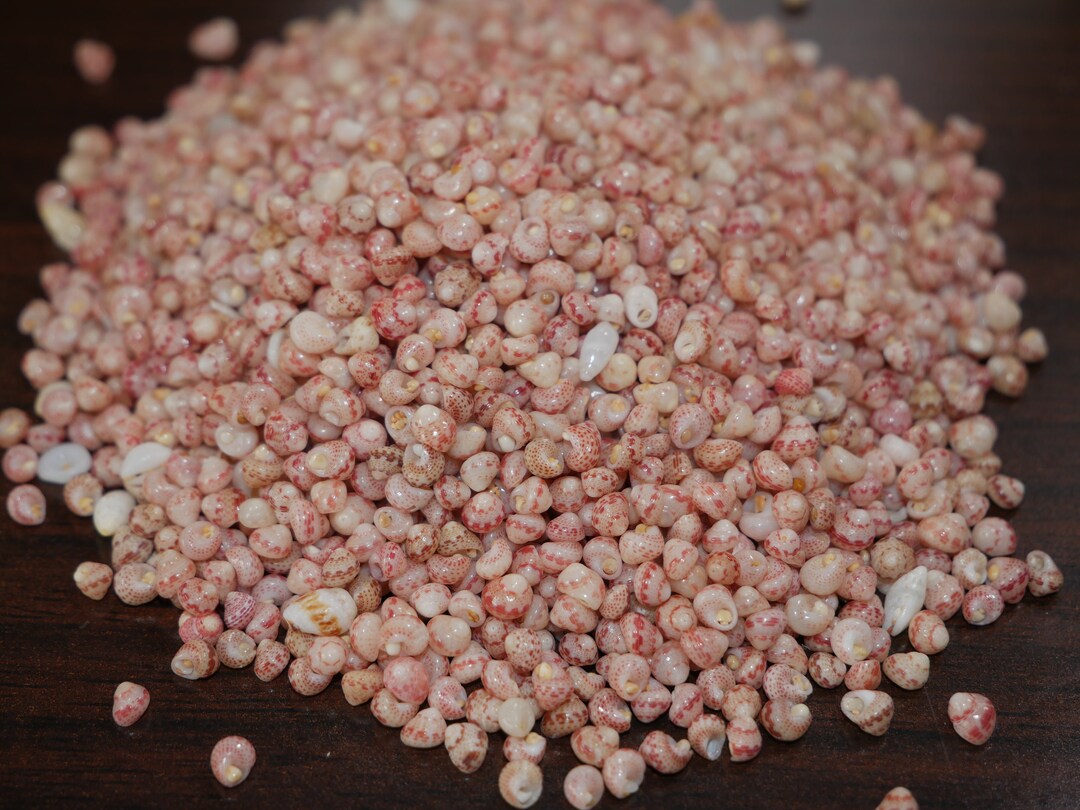 100 Pupu Niihau Kahelelani Keokeo Color Shells Supply 2032 - Etsy