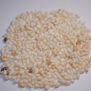 1 Film Canister of Laiki Shells. Niihau Beads Shells Supply for Making ...