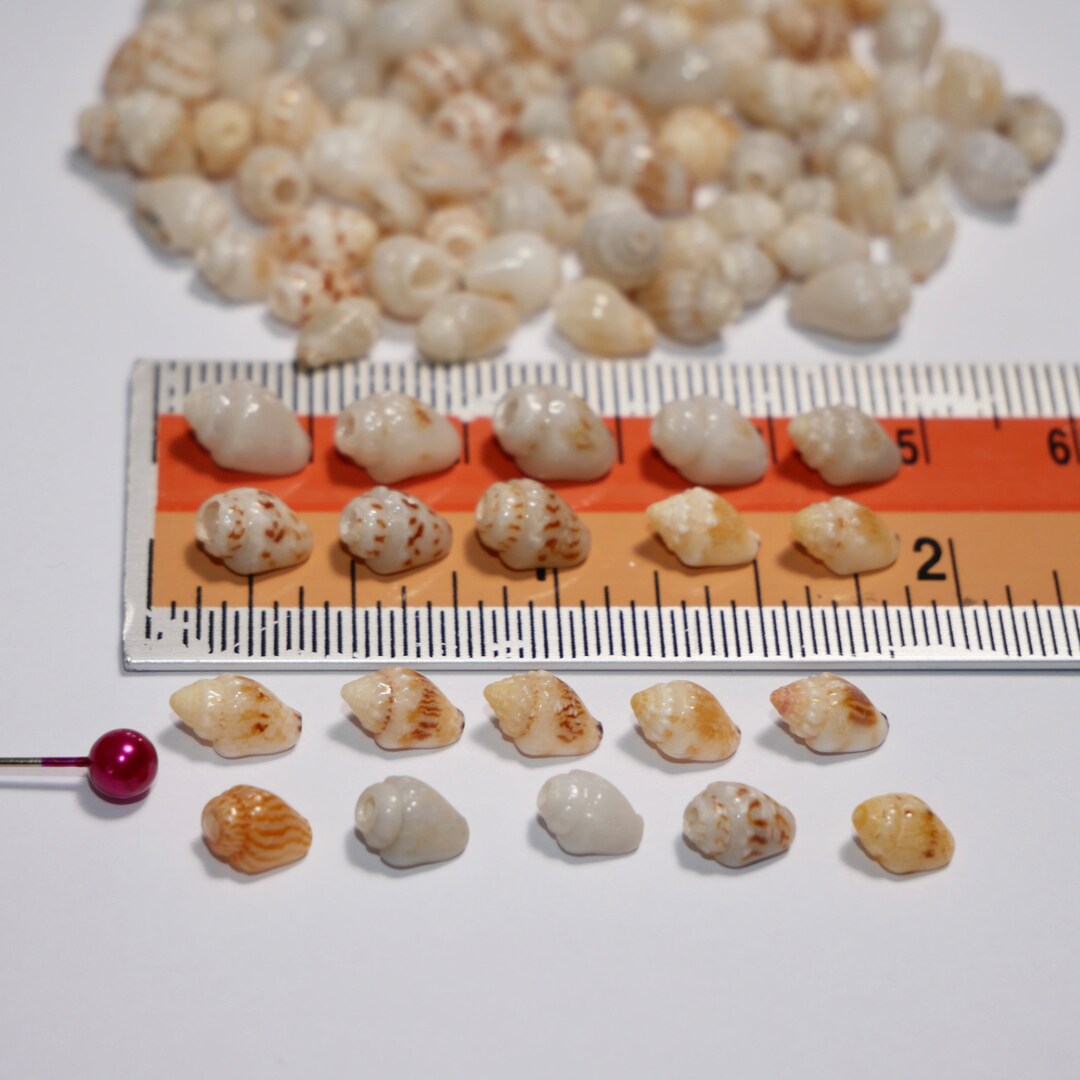 100 Pcs Pupu O Niihau, Niihau Shell Beads Supply 2306 - Etsy