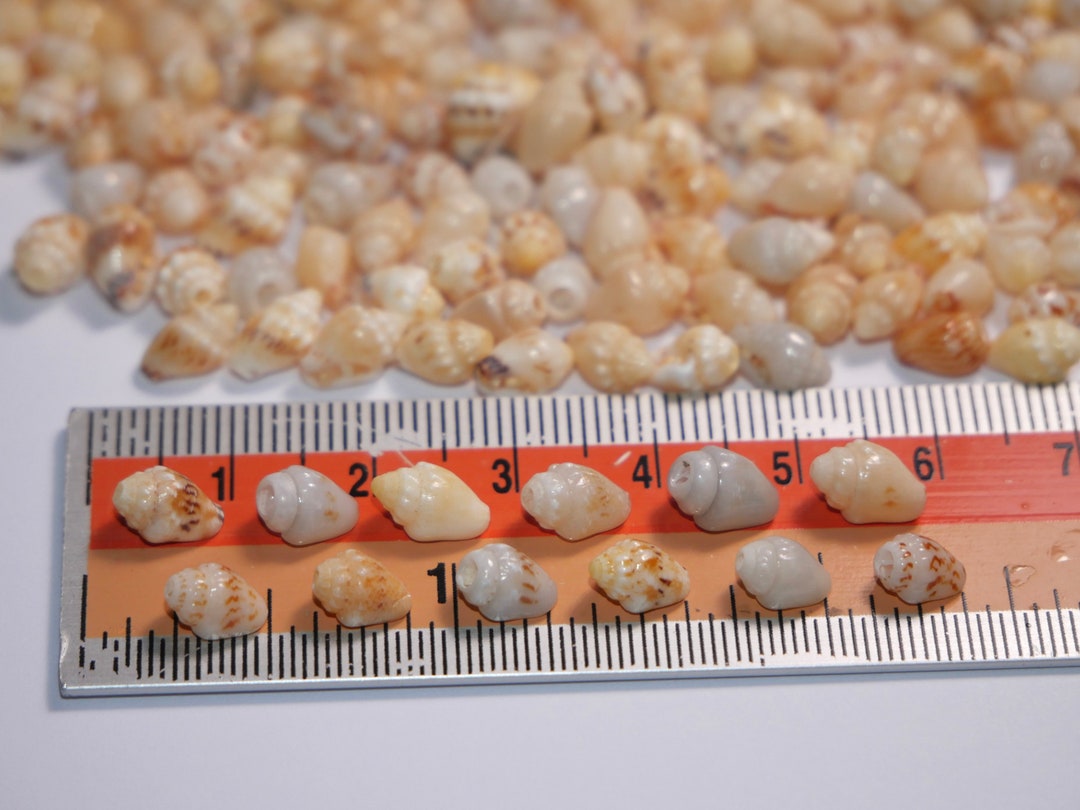 300 Pcs M-L Mix Color Momi Shells Supply From Niihau Island #2104 - Etsy