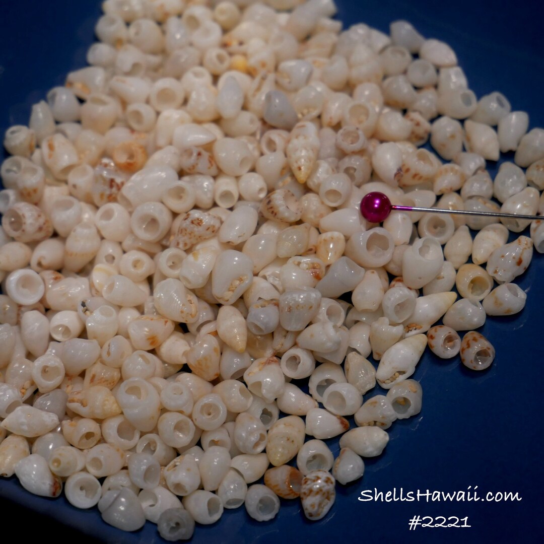 1 Film Canister Loose Niihau Shells Supply This Set of Loose Shells Mix ...