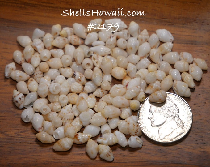 120 Pcs Momi Shells Supply From Niihau 2179 - Etsy