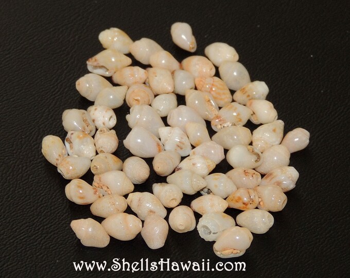60 Momi Shells From Kauai /shellshawaii 304 - Etsy
