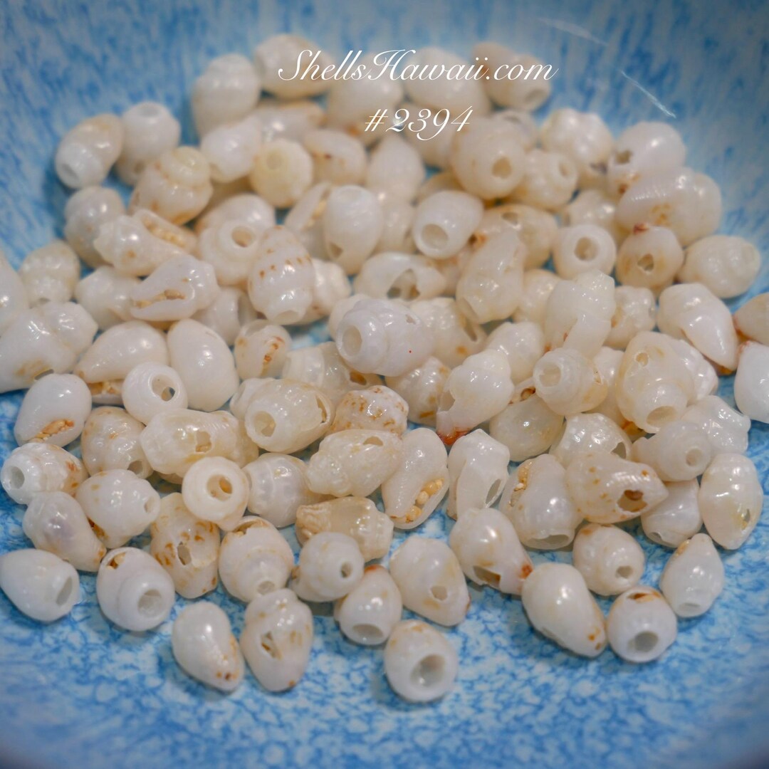 100 Pcs Pre-poked Momi Shells Supply + Instruction How to Make Pikake ...