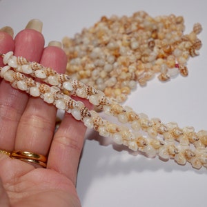 4 1/4 Momi Pikake Style Shell Earrings Made of White Momi, Dark Spotted ...