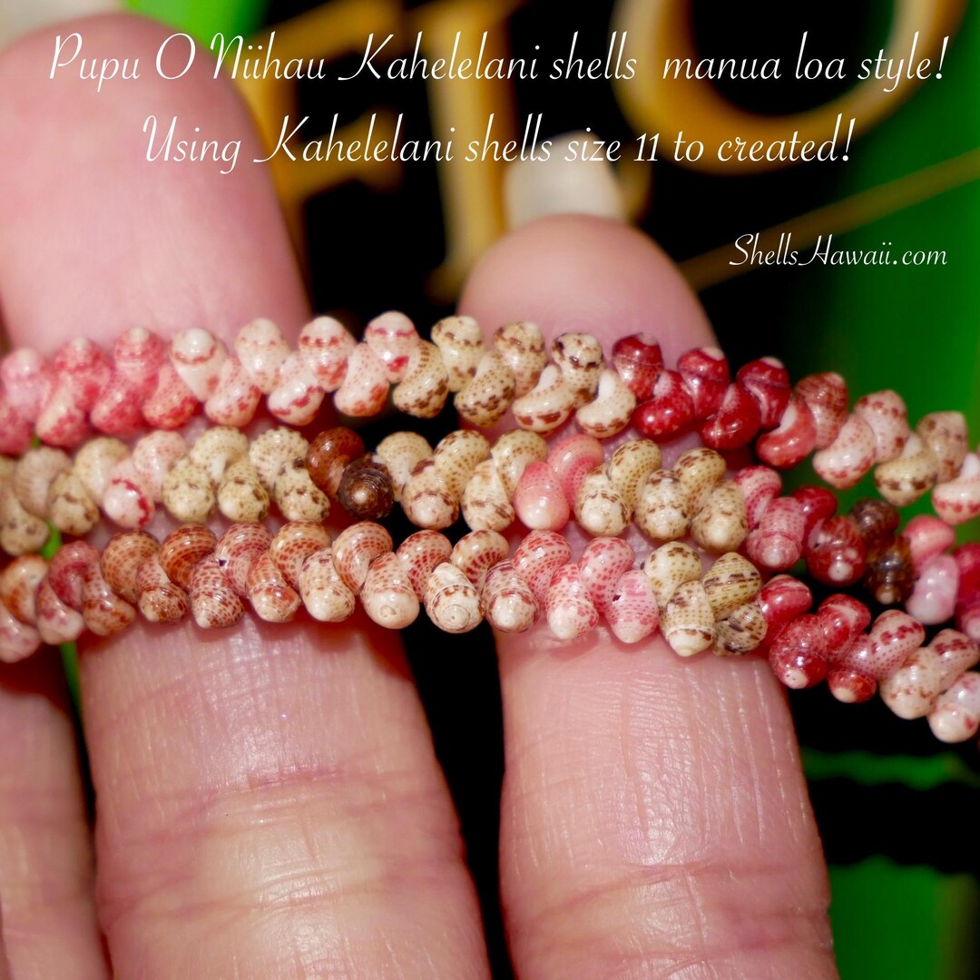 300 Pcs Pupu Niihau Kahelelani Shells, Mix Color and They Are Size 11 ...