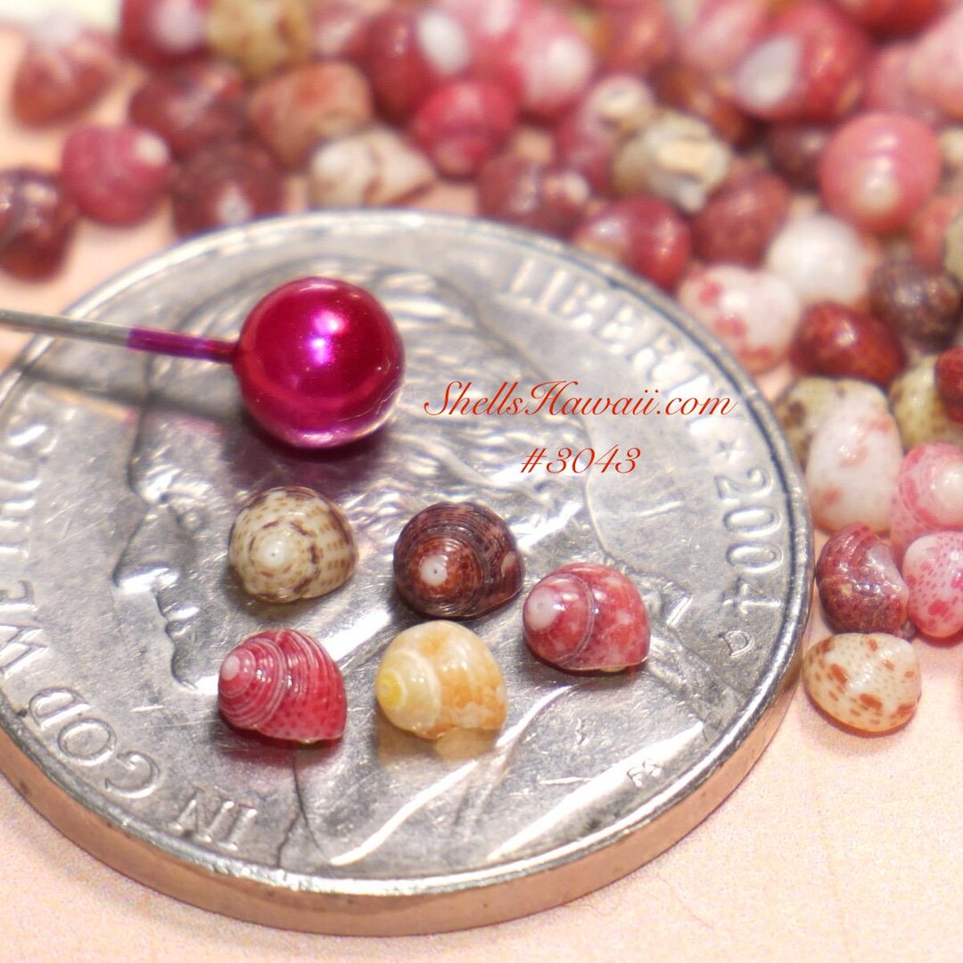 200 Pcs Pupu Niihau Kahelelani Shells Niihau Shells shells Beads Supply ...